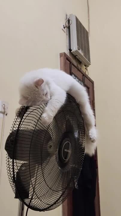 Cat Lays on Top of Pedestal Fan to Cool Down | Jukin Licensing