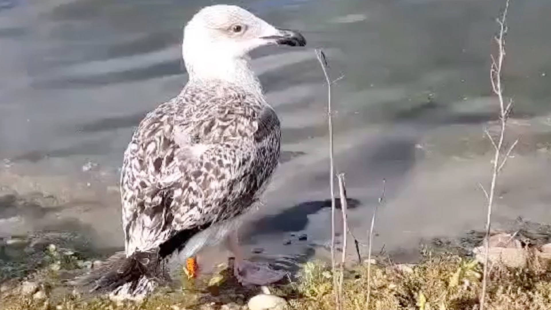 Endangered Gull Gets Killed at Car Park | Jukin Licensing