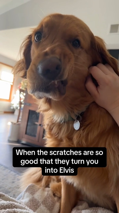 Dog Makes Funny Faces While Getting Cheek Scratches | Jukin Licensing