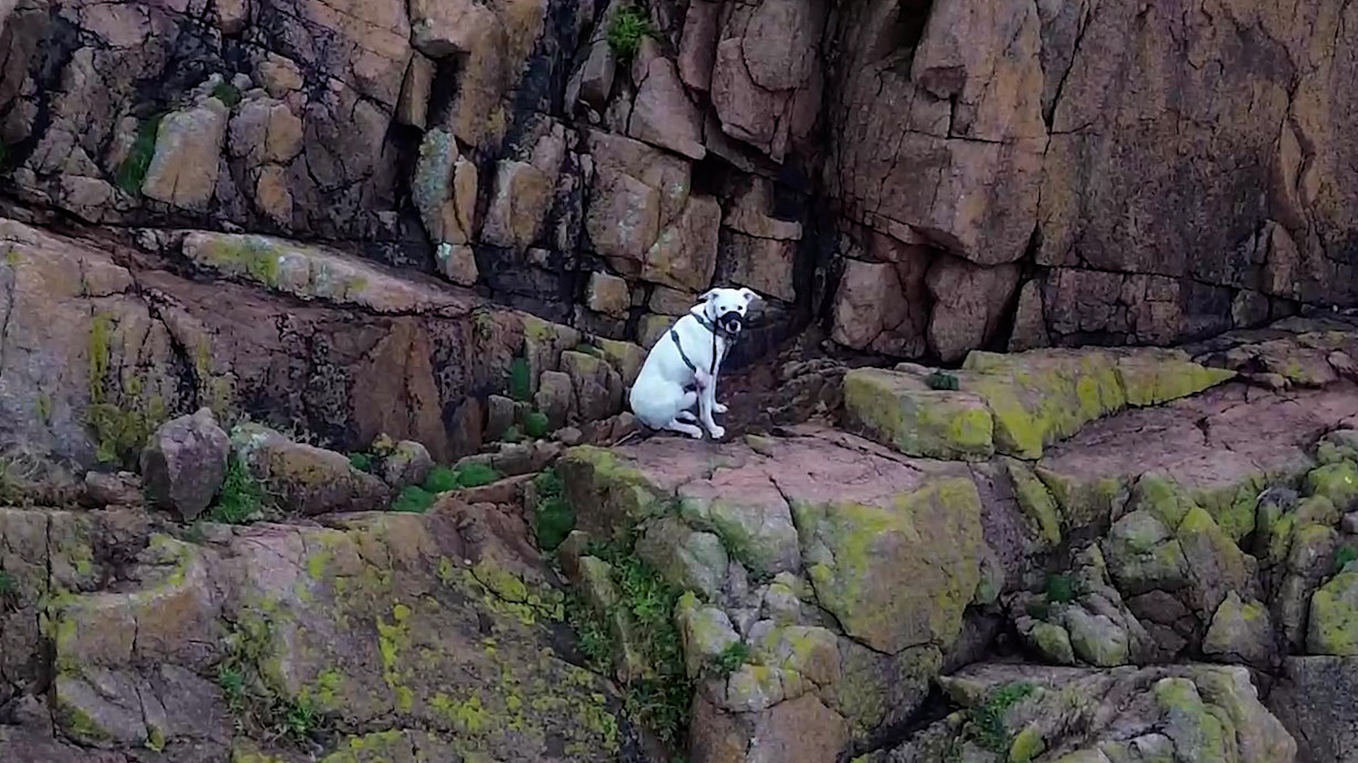 Woman Rescues Missing Dog From Dangerous Cliff | Jukin Licensing