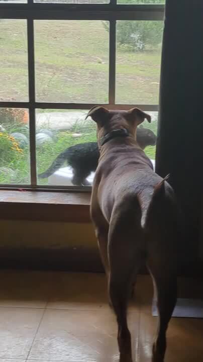 Big Dog Keeps Staring at Black Cat Standing Outside Window | Jukin ...