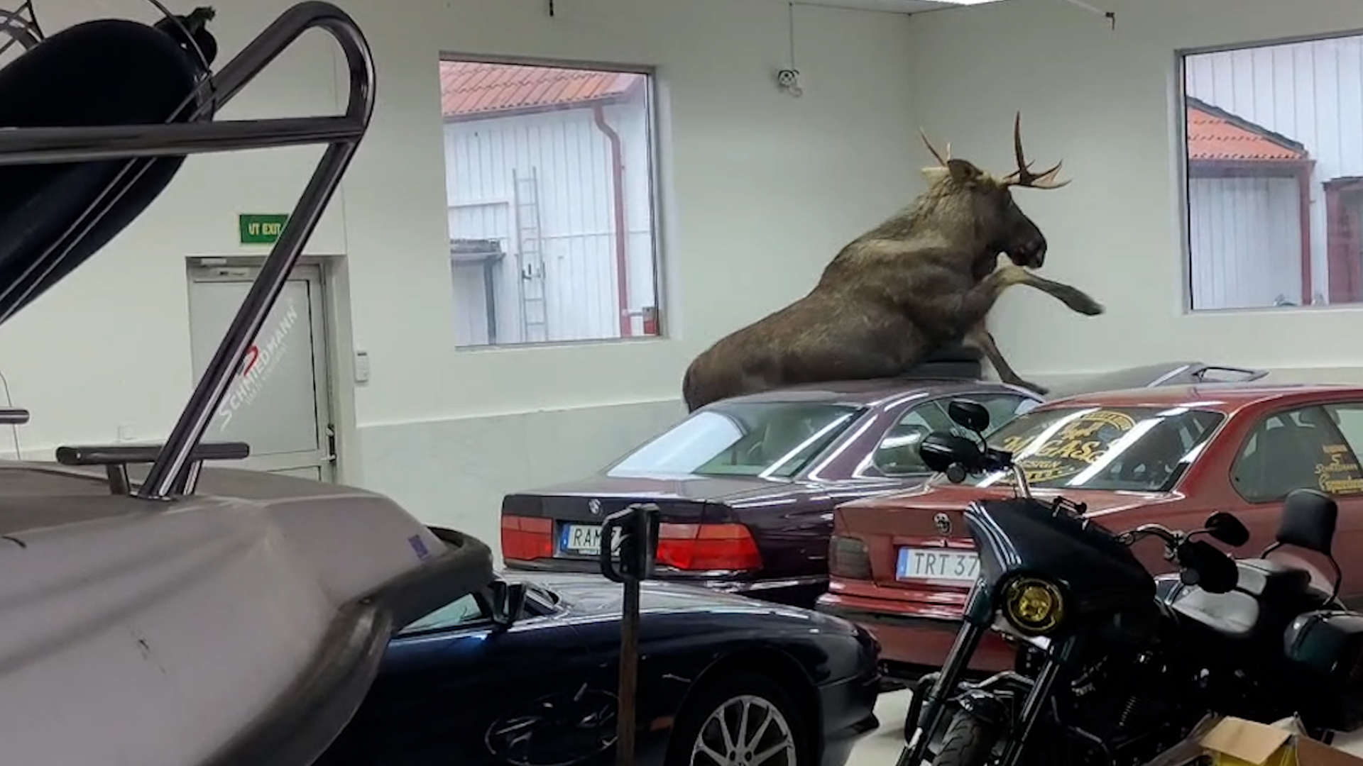 Moose Causes Extreme Damage to Luxury Cars | Jukin Licensing