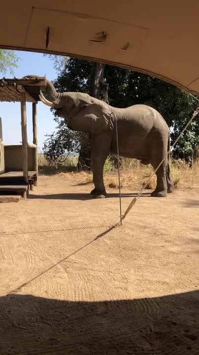 Elephant Eats From Shed Roof | Jukin Licensing