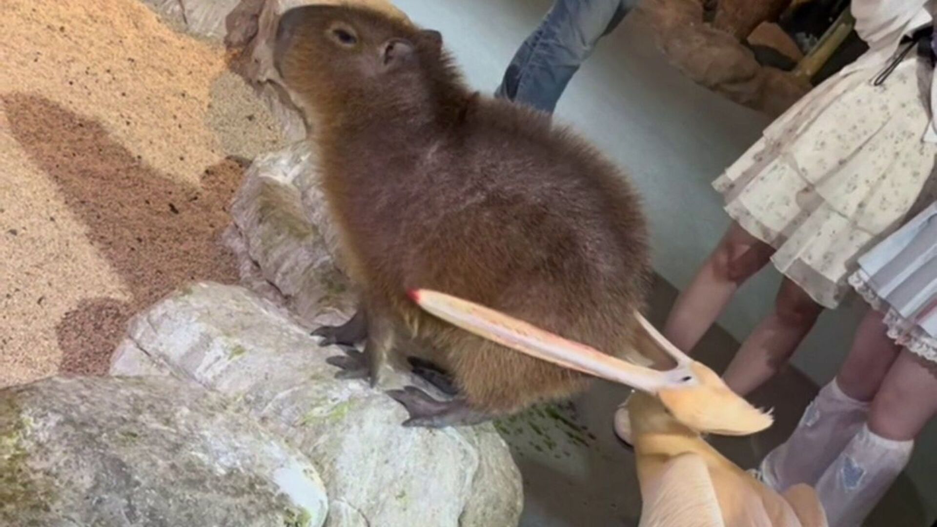 Hungry Pelican's Failed Attempts at Biting Calm Capybara | Jukin Licensing