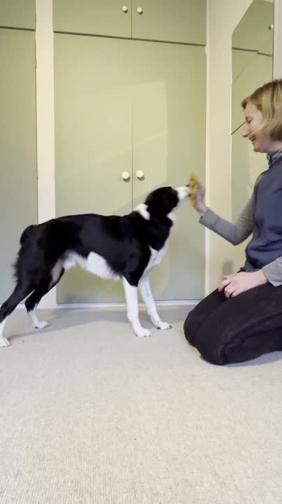 Dog Creates Sound by Clinking Cymbal Instrument With Woman | Jukin ...