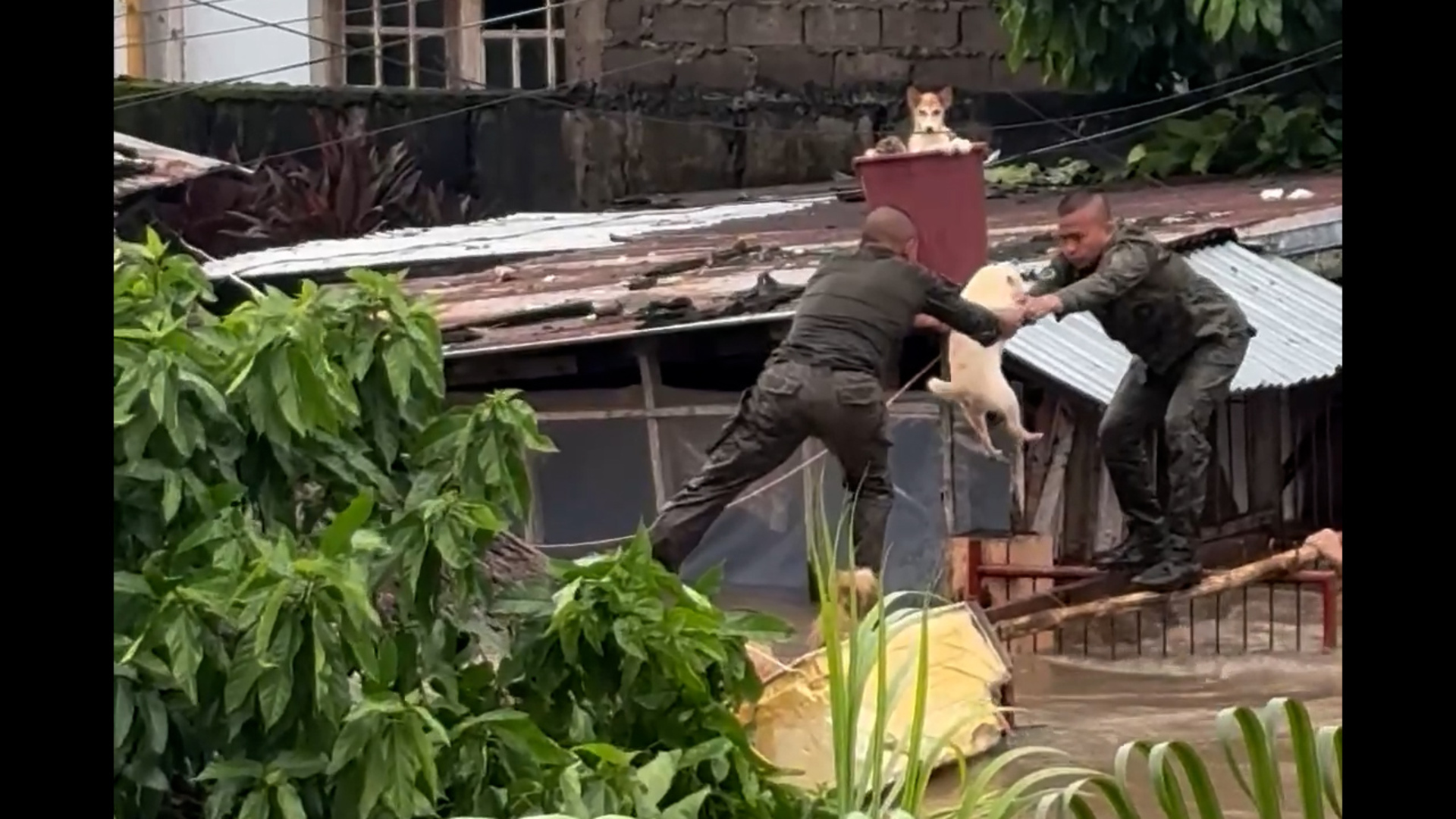 Soldiers Rescue Dogs From Flood in Bula, Philippines | Jukin Licensing