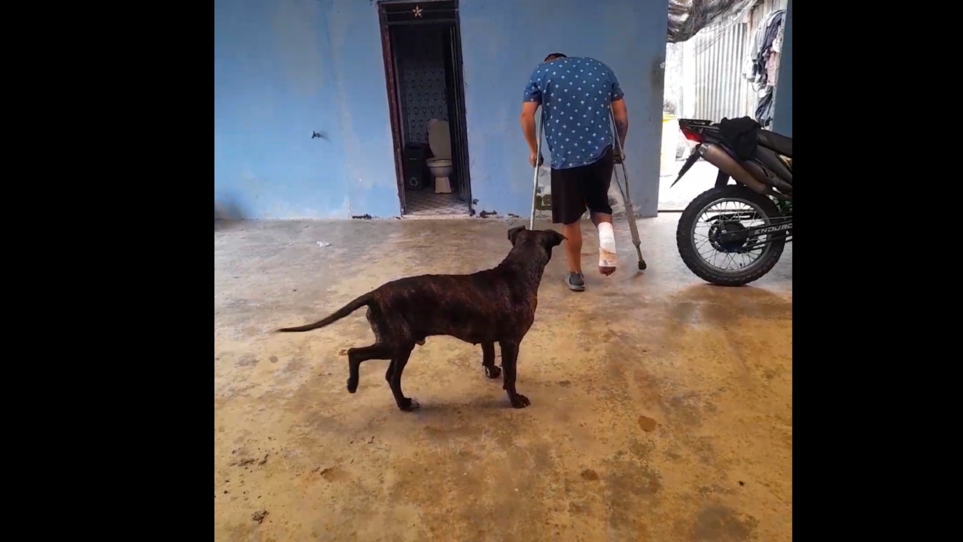 Dog Imitates Owner With Crutches | Jukin Licensing