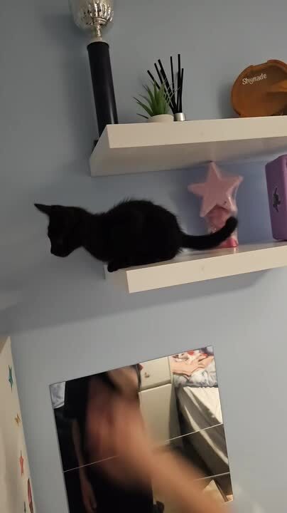 Kitten Falls to Floor While Trying to Jump From Bookshelf | Jukin Licensing