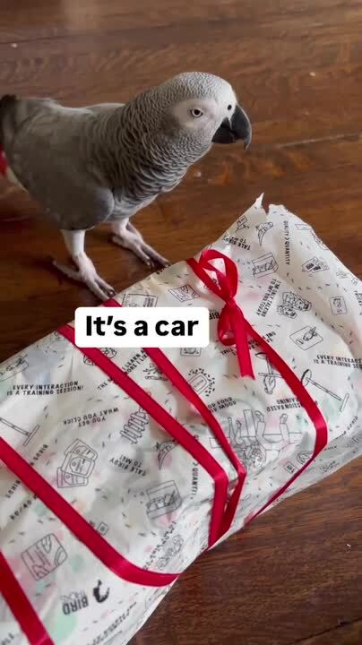 Talking Parrot Guesses Her Christmas Gift | Jukin Licensing