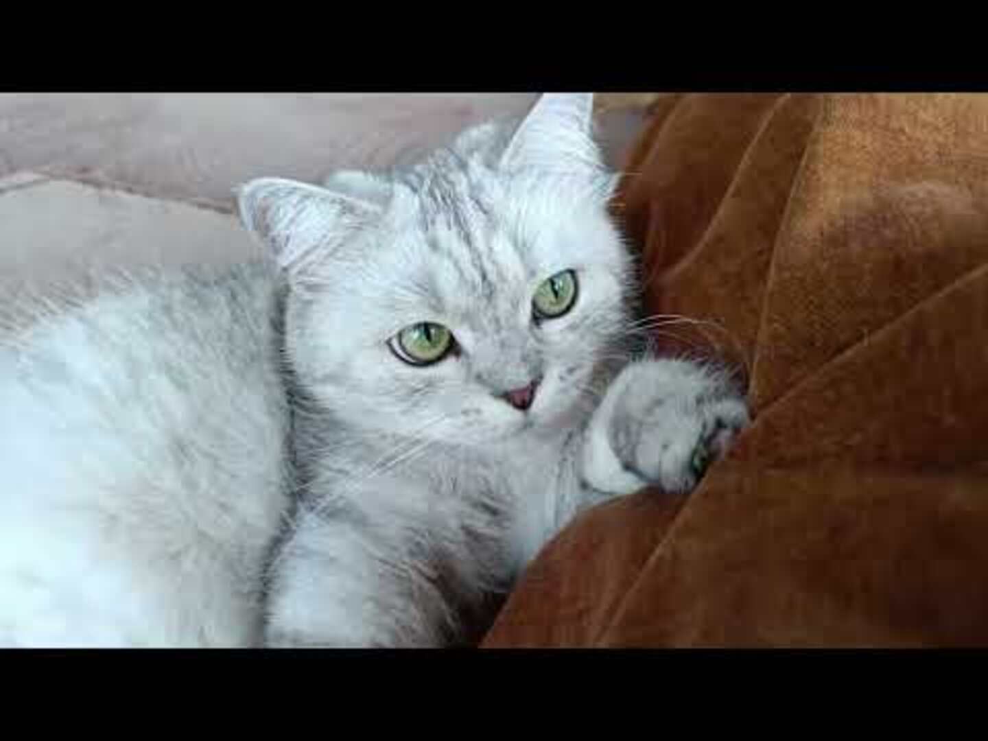 Cat Gets Irritated by Camera and Attacks it Repeatedly | Jukin Licensing