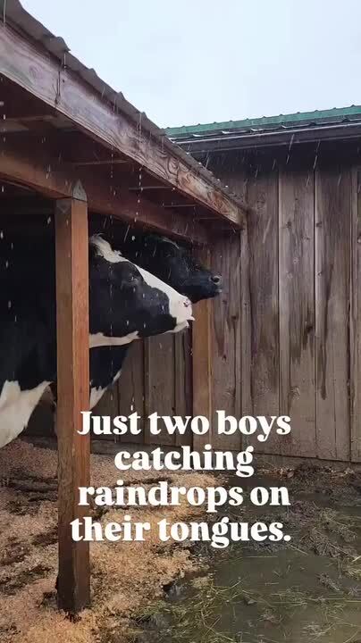Two Cows Lick Rain Drops Falling Off Their Shed | Jukin Licensing