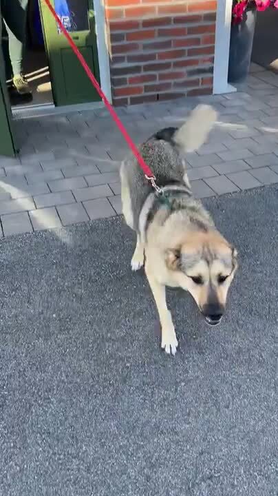 Dog Rushes Excitedly to Be With Mom After a Period of Separation ...