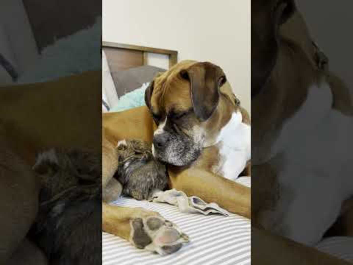 Boxer Snuggles With Guinea Pig | Jukin Licensing