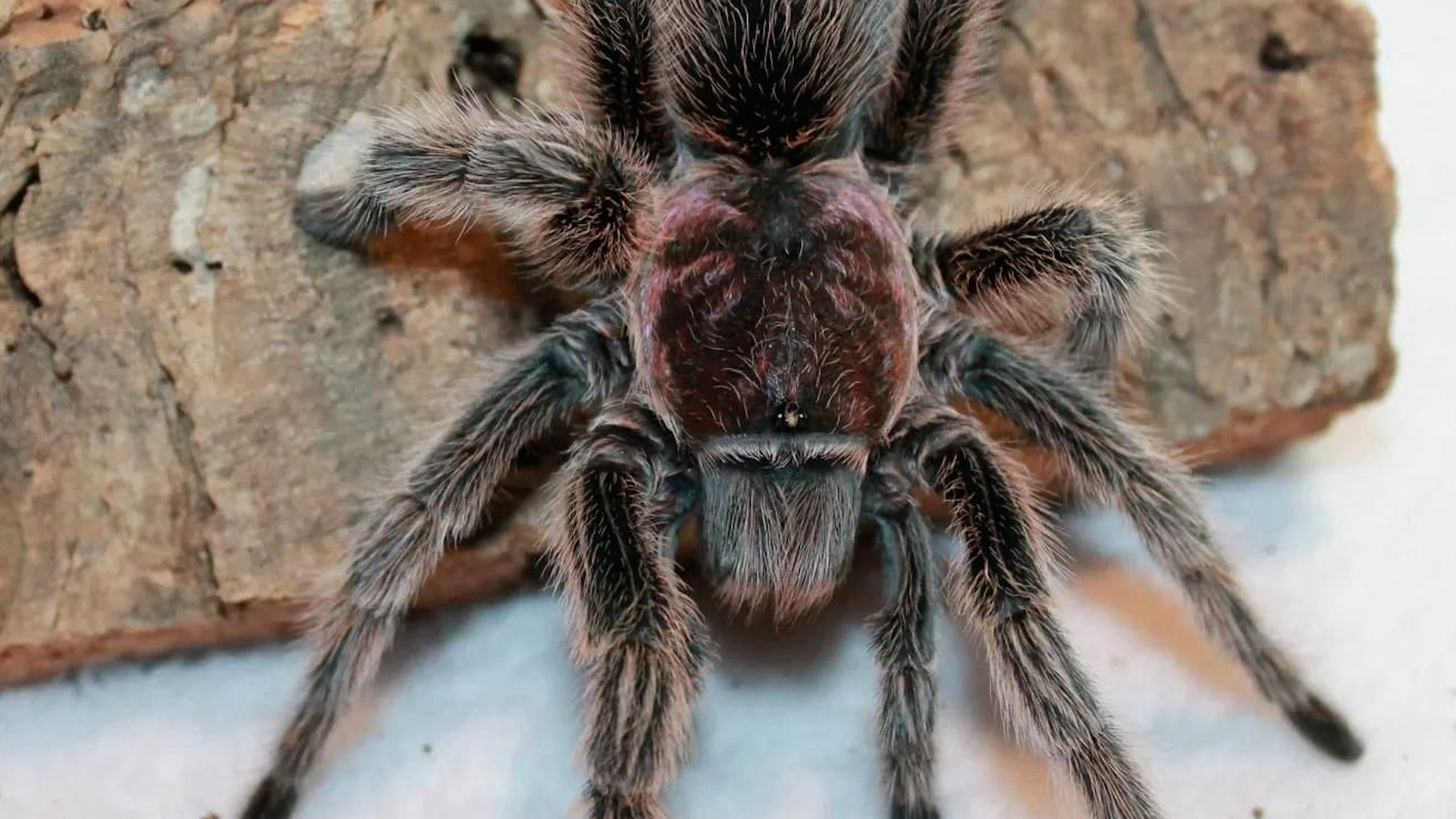 Man Collects 1000 Tarantulas And Lives With Them | Jukin Licensing