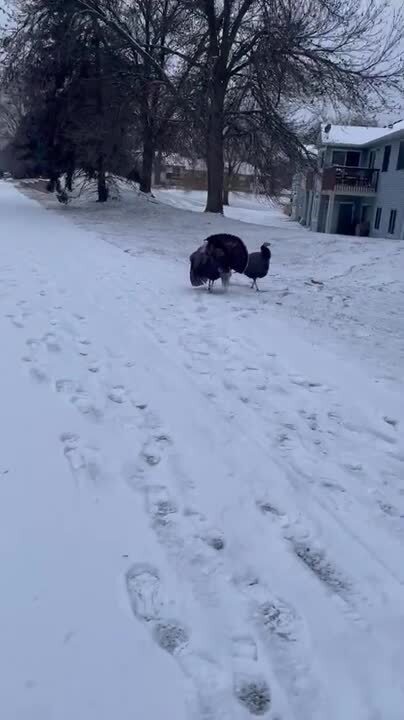 Turkeys Chase Person | Jukin Licensing