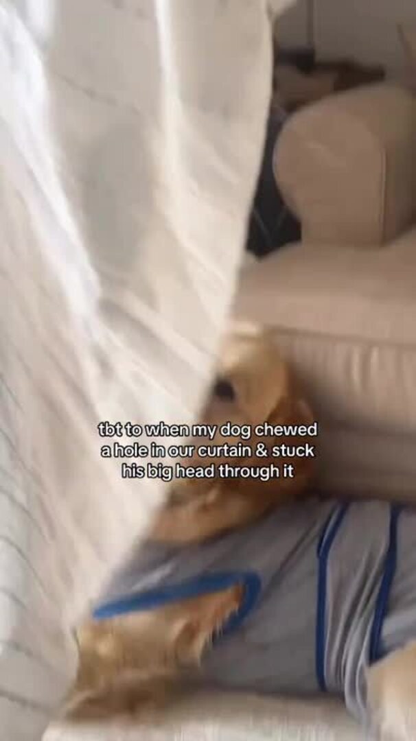 Man Rides Bike Downhill with Two Border Collie Dogs | Jukin Licensing