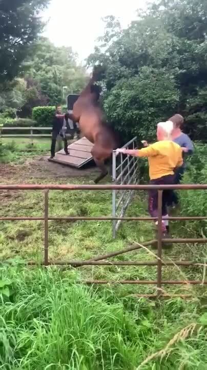 Dog Gets His Head Stuck in Curtain and Pretends to Be Innocent | Jukin ...