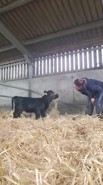 Woman Plays with Calf and Litter in Cozy Stable | Jukin Licensing