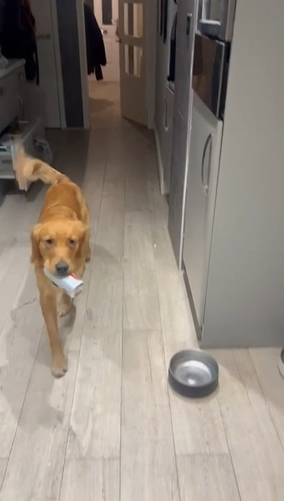 Dog Gets Trained To Fetch His Dad Beers | Jukin Licensing