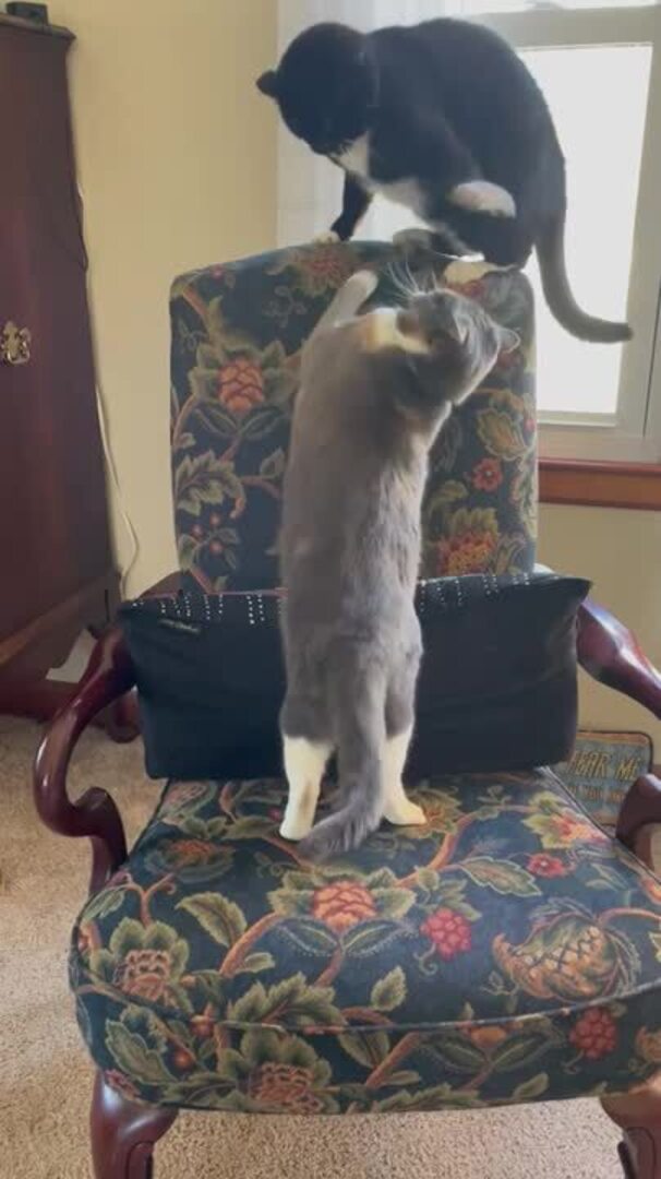 Two Cats Play Fight With Each Other Over Spot | Jukin Licensing