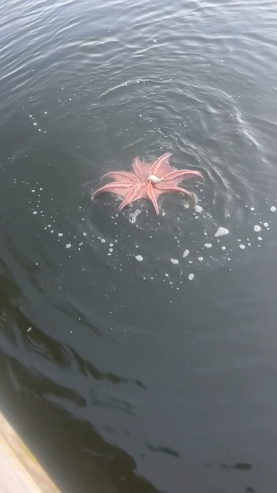 Octopus Grabs Pufferfish to Protect It From Fisherman | Jukin Licensing