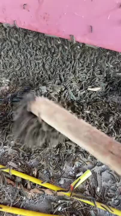 Unbelievable Army Worm Infestation! | Jukin Licensing