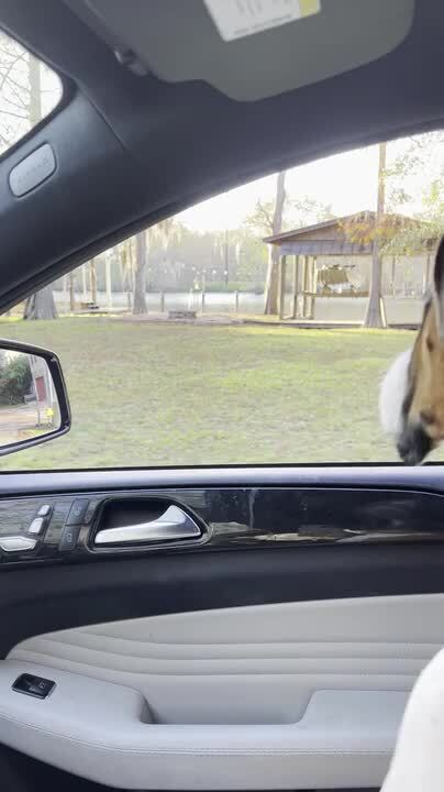 Boxer Dogs Excited to Ride in the Car! | Jukin Licensing
