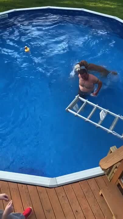 Labradoodle Flips Into Pool After Slipping Off Ladder | Jukin Licensing
