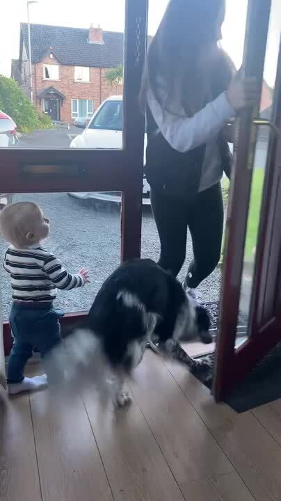 Excited Dog Knocks Over Sister at the Door! | Jukin Licensing