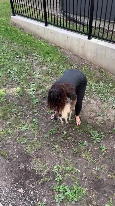 Teamwork Makes the Dream Work: Pug Potty Break! | Jukin Licensing