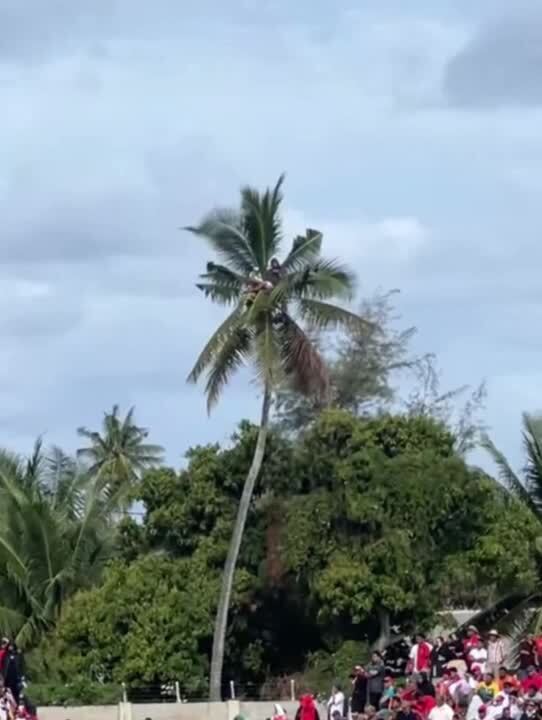 Man Climbs Palm Tree to Watch Rugby Game! | Jukin Licensing