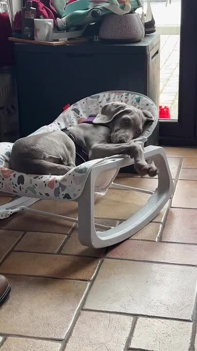 Adorable Weimaraner Puppy Takes a Nap in Baby Seat! | Jukin Licensing