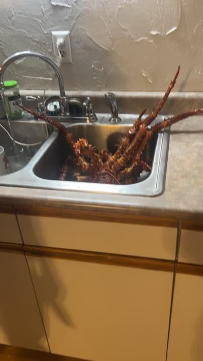 Giant Crab Found Moving in the Kitchen Sink! | Jukin Licensing