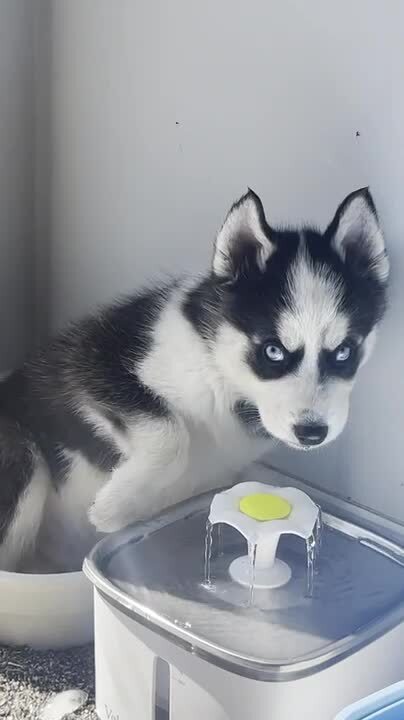 Husky Puppy Enjoys Ice Bath While Drinking Water | Jukin Licensing