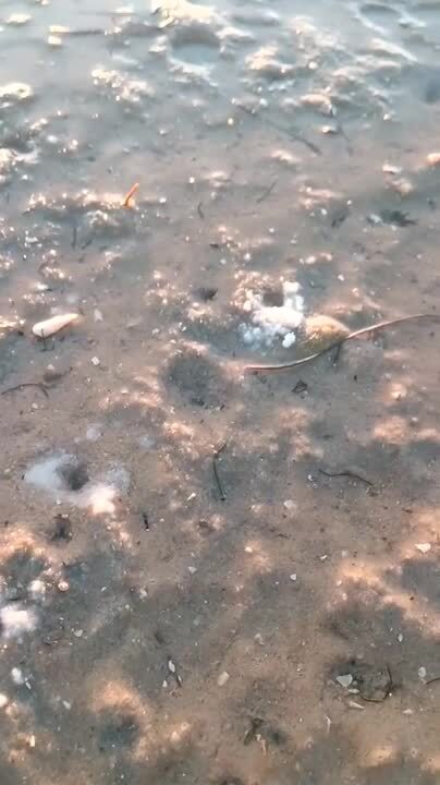 Catching a Razor Fish on the Beach! | Jukin Licensing