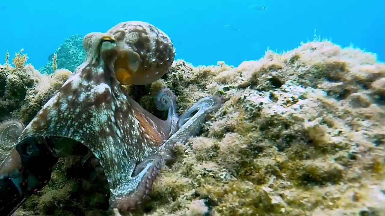 Octopus Films Diver During Snorkeling Dive! | Jukin Licensing