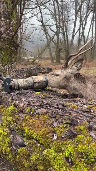 Curious Deer Sniffs Camera Lens in Forest! | Jukin Licensing