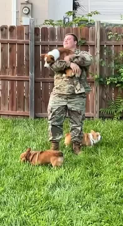 Soldier's Heartwarming Reunion with Corgi Puppies After Training ...