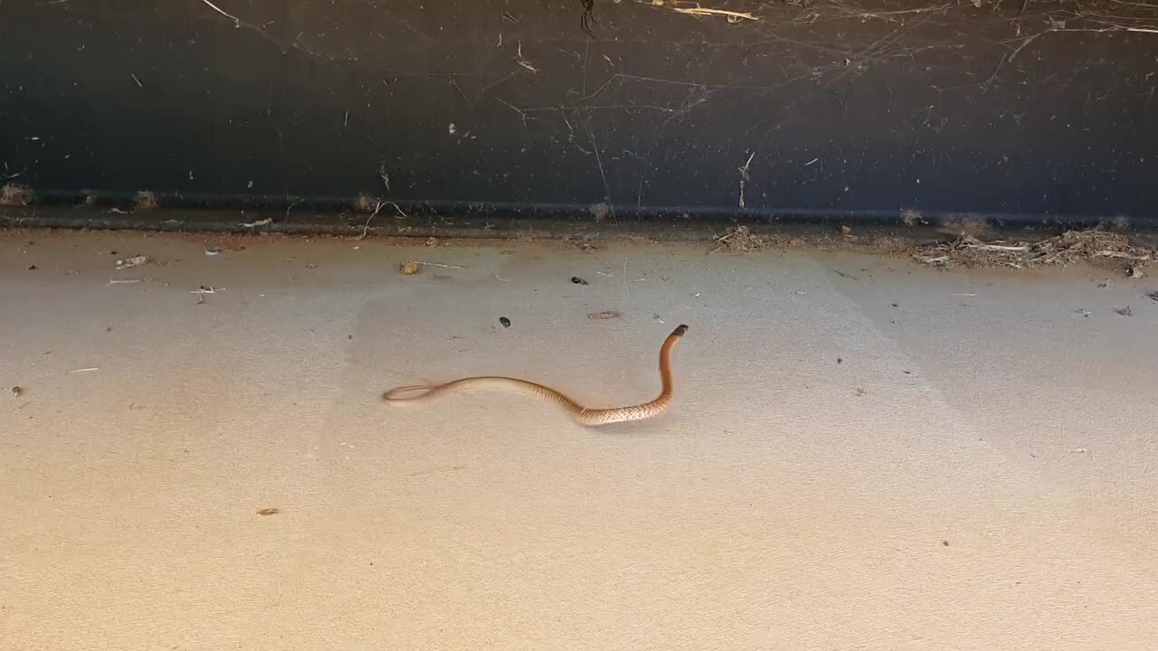 Snake vs Redback Spider: A Deadly Encounter | Jukin Licensing