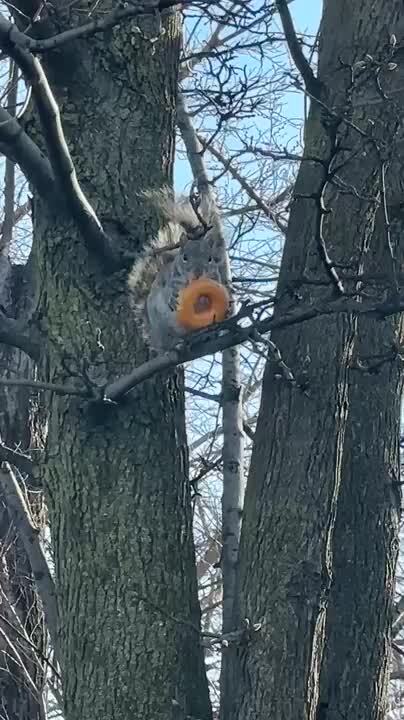 Squirrel Enjoys a Donut Snack in a Tree | Jukin Licensing