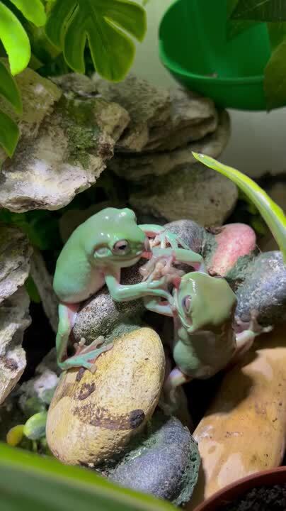 Frog Siblings Wrestle Over The Last Worm | Jukin Licensing