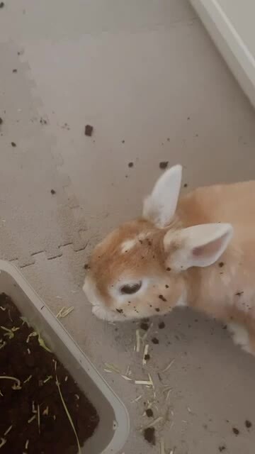 Rabbit Makes a Mess of Indoor Garden | Jukin Licensing