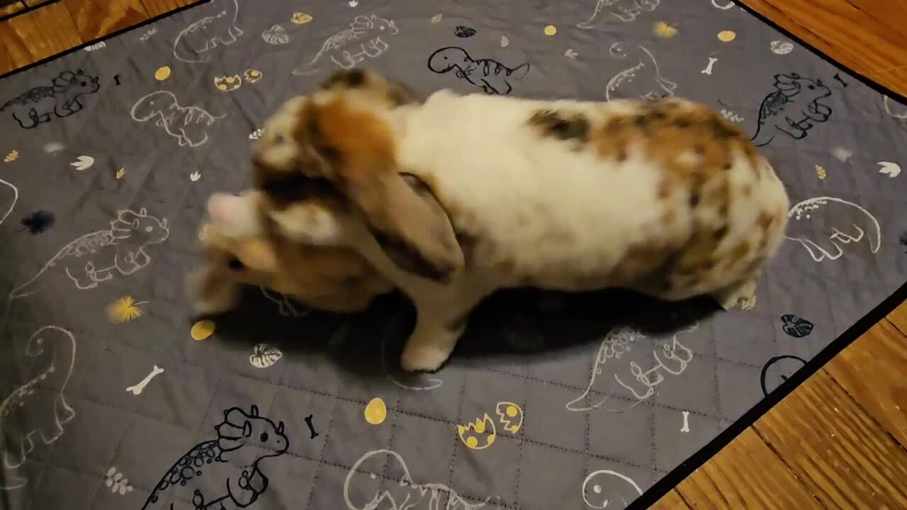 Rabbit Attacks Toy Bunny! | Jukin Licensing