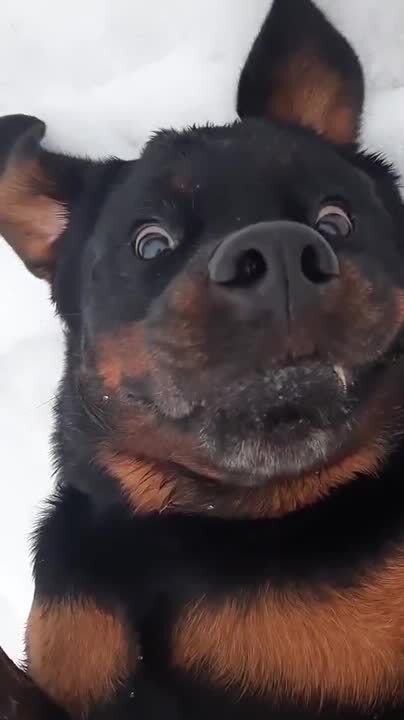 Goofy Rottweiler Smiles in the Snow | Jukin Licensing