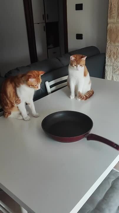 Cats Play With a Frying Pan on a Table | Jukin Licensing