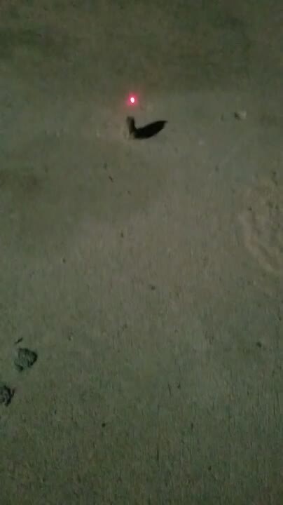 Toad Follows Laser Pointer Like a Cat! | Jukin Licensing