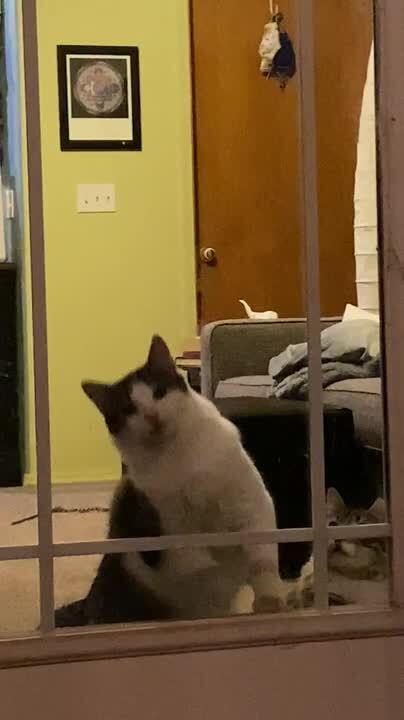 Frustrated Cat Tries to Eat Through Glass Door | Jukin Licensing