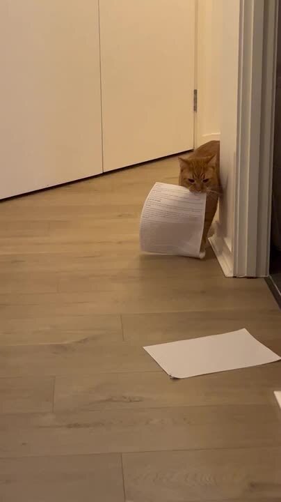 Hugo the Cat Helps With the Paperwork! | Jukin Licensing