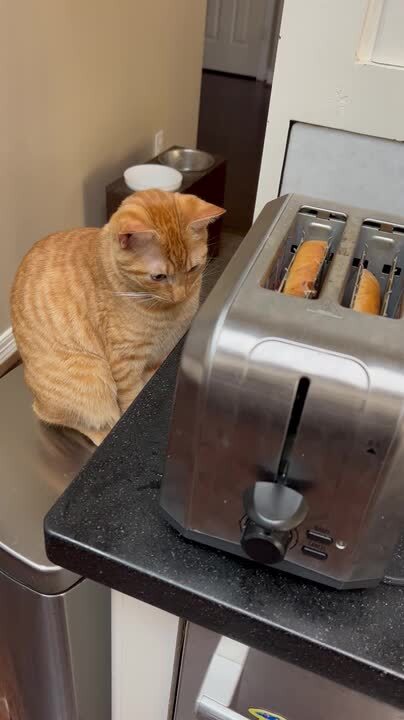 Startled Cat Jumps Away From Toaster! | Jukin Licensing