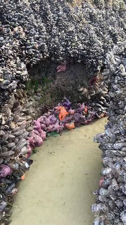 Starfish and Mussels in a Rocky Tide Pool | Jukin Licensing